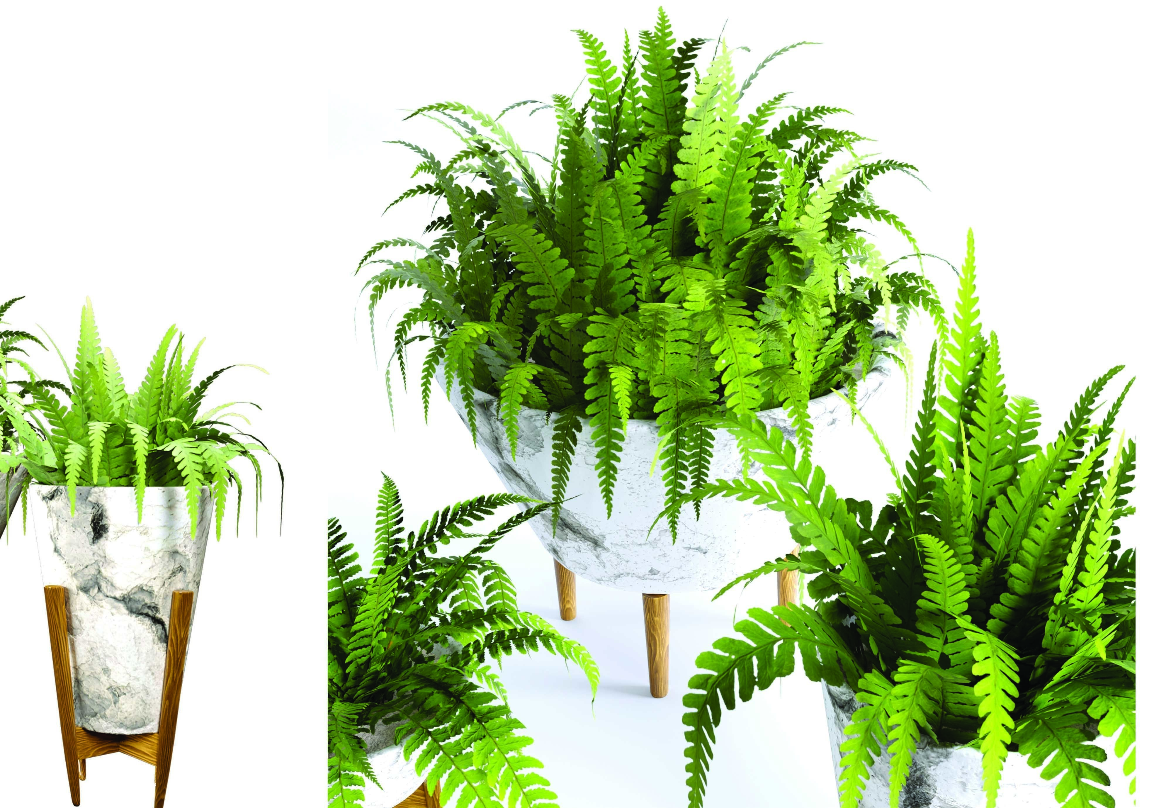 fern plan 3D model | CGTrader