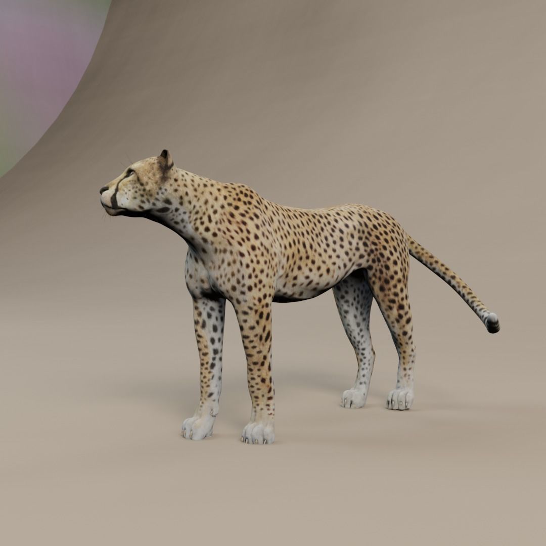 3D model Cheetah VR / AR / low-poly | CGTrader