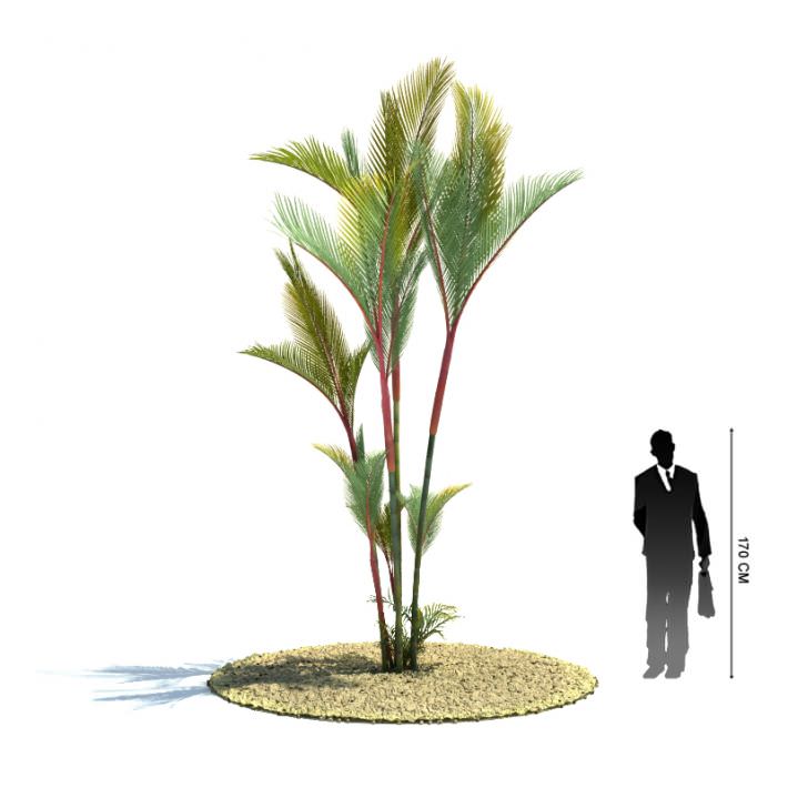 Green Cyrtostachys Renda Tree 3D model | CGTrader