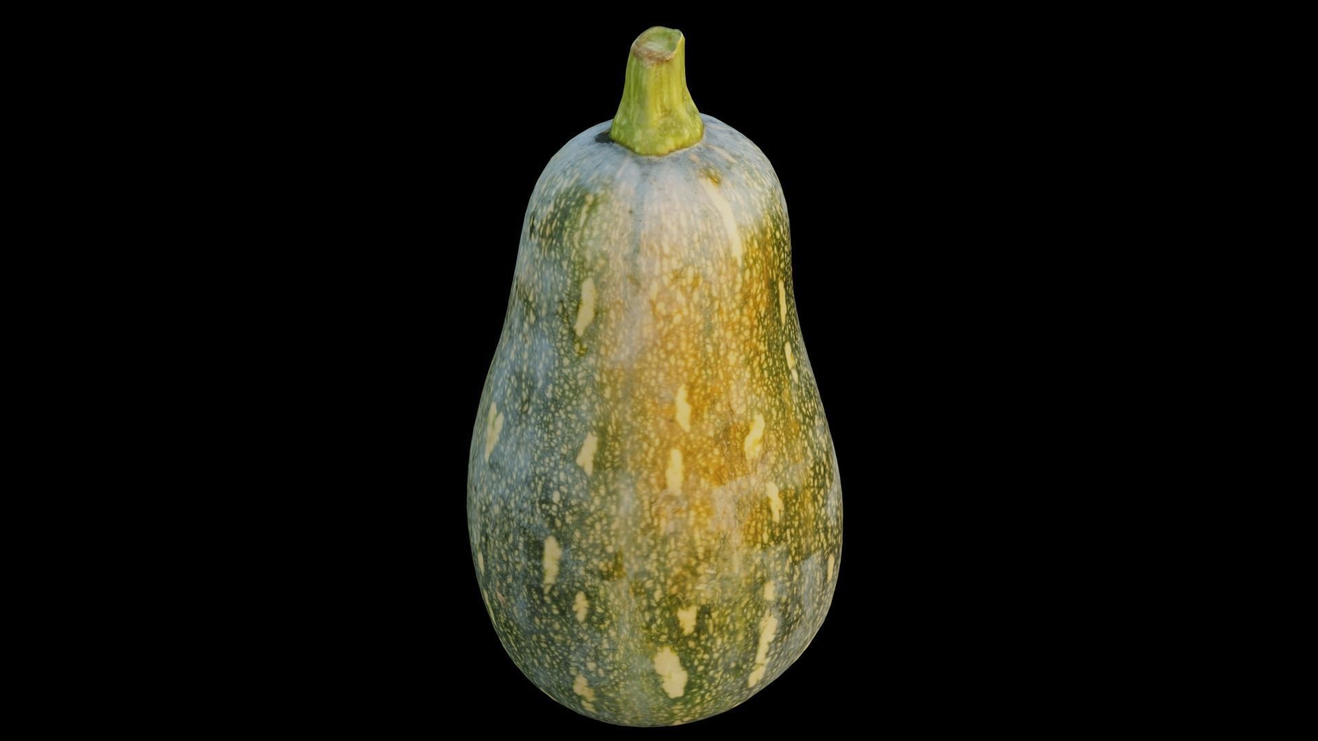Squash Barbara Butternut 3D model | CGTrader