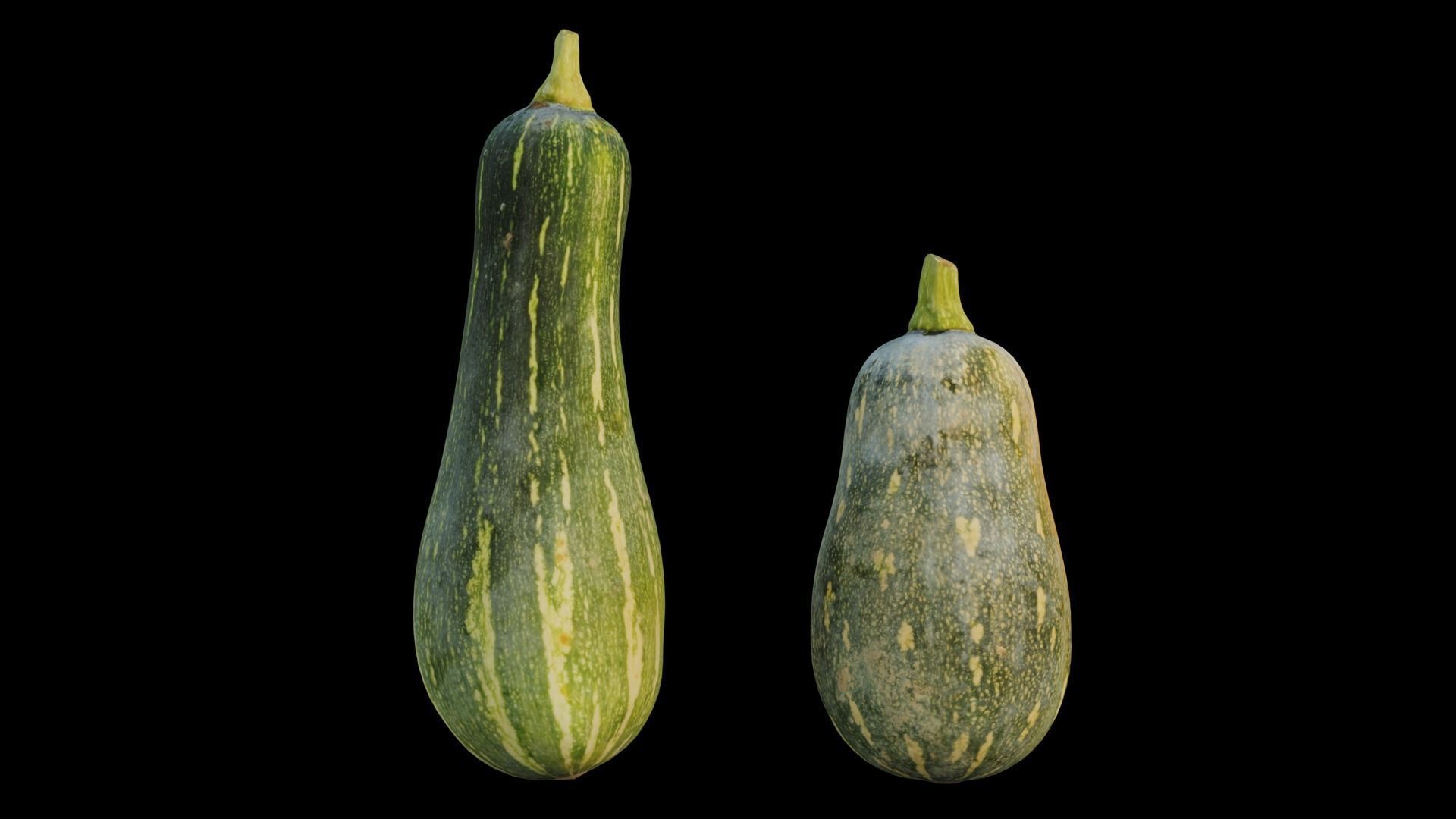 Squash Barbara Butternut 3D model | CGTrader