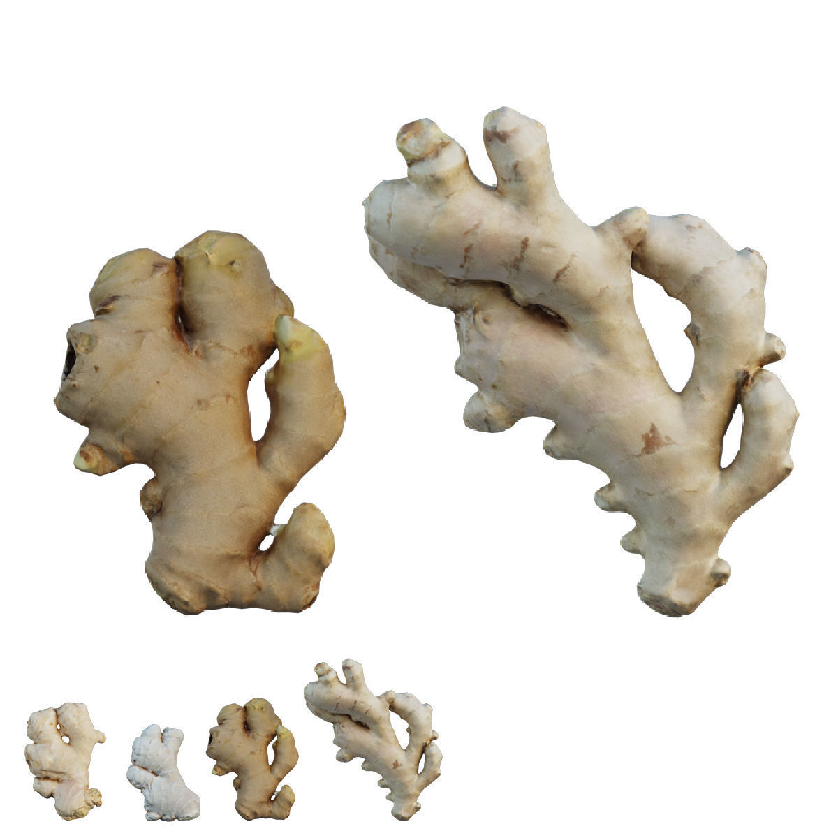 Ginger pair of roots 3D model | CGTrader