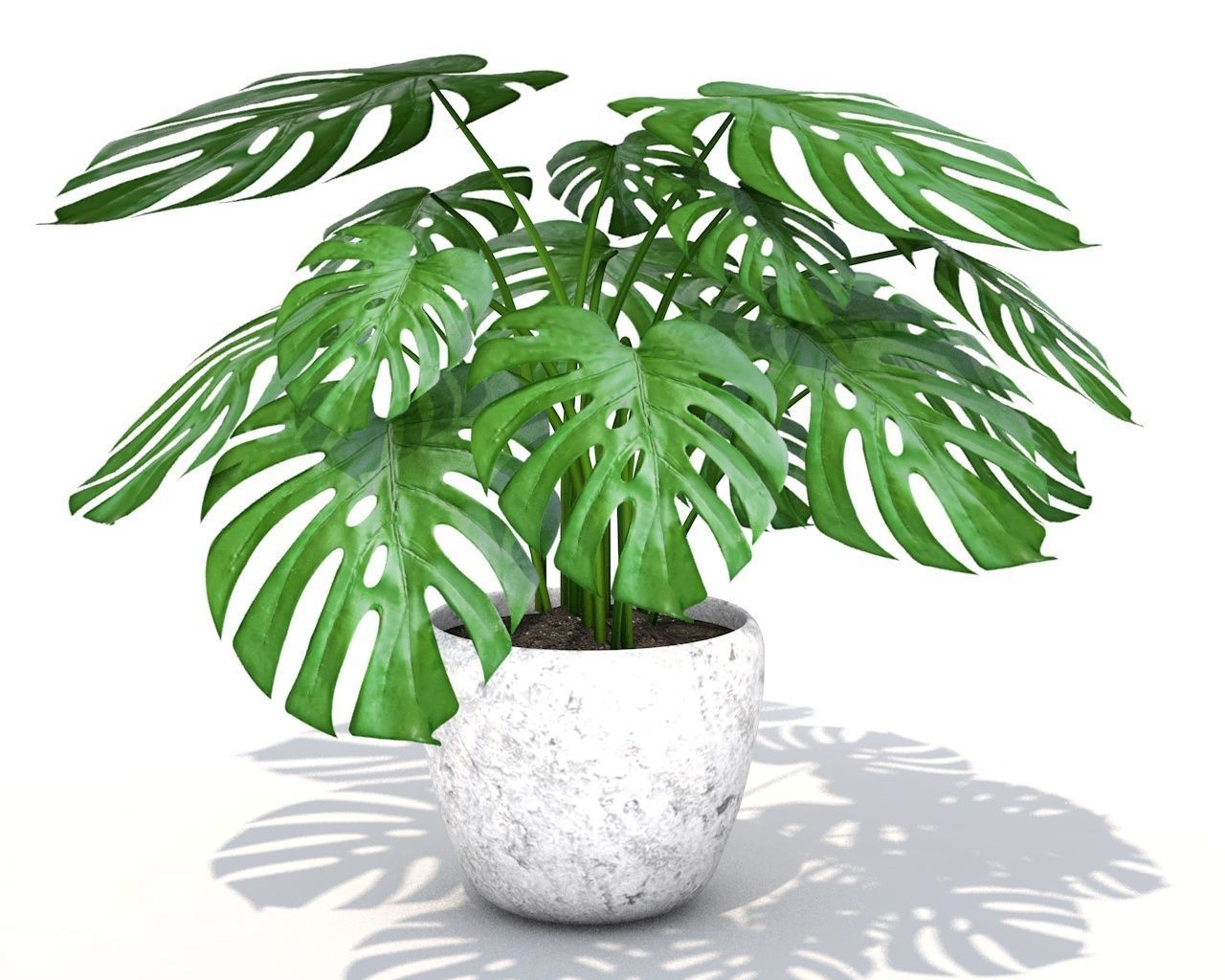 MONSTERA Plant free 3D model | CGTrader