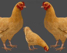 Chicken 3D Models | CGTrader