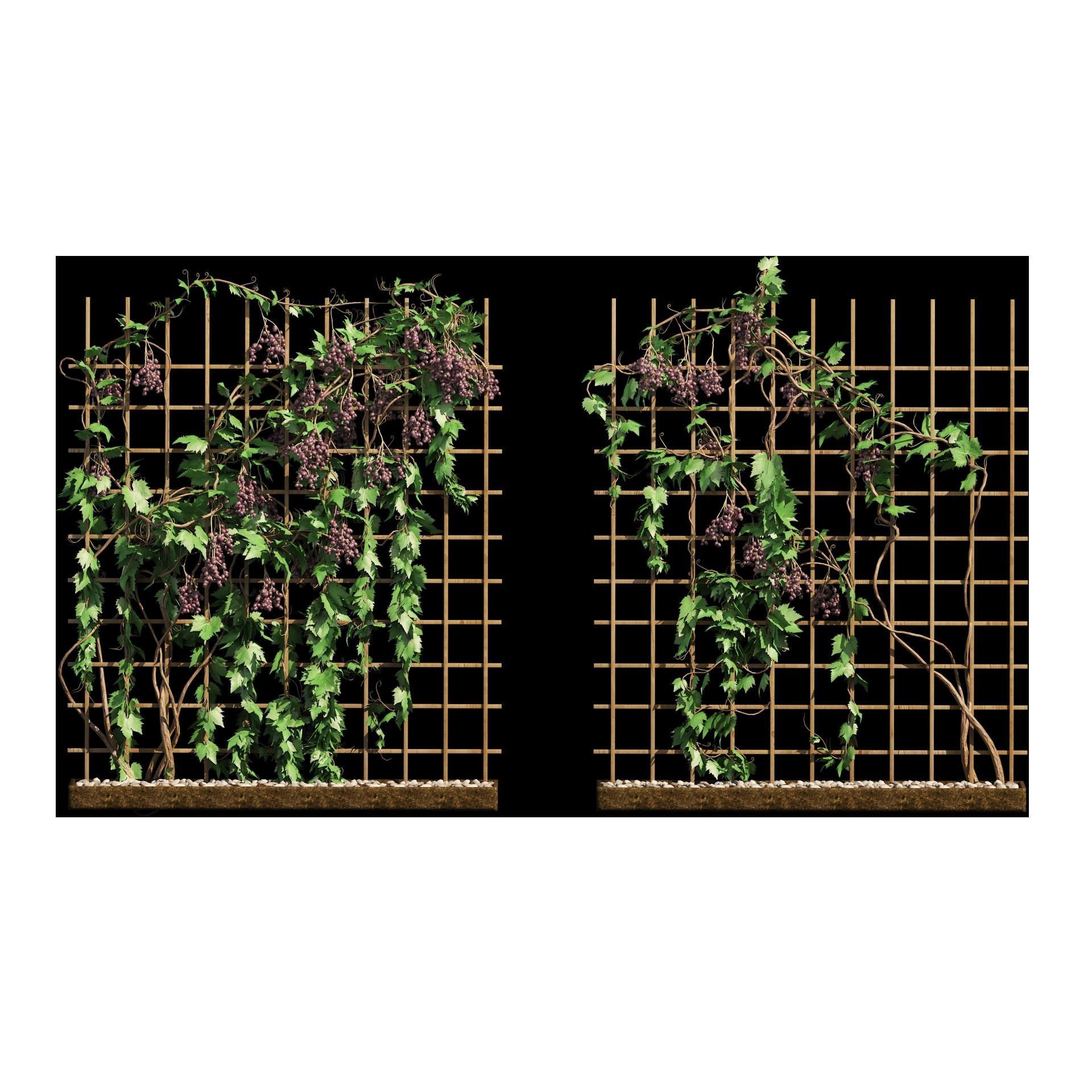 3D model 2 Grapevine low and med poly VR / AR / low-poly | CGTrader