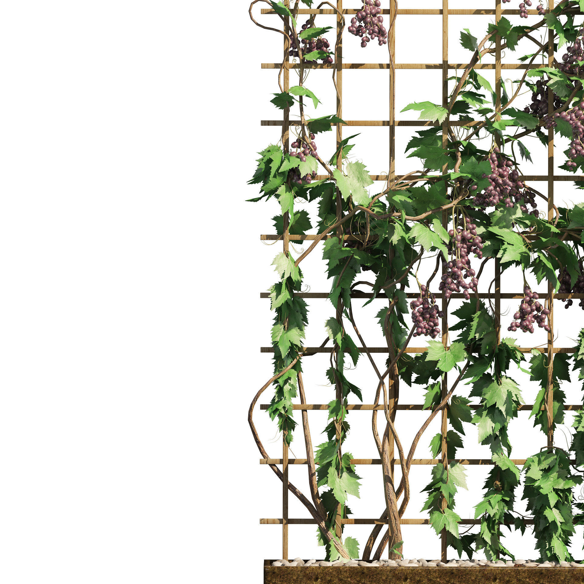 3D model 2 Grapevine low and med poly VR / AR / low-poly | CGTrader