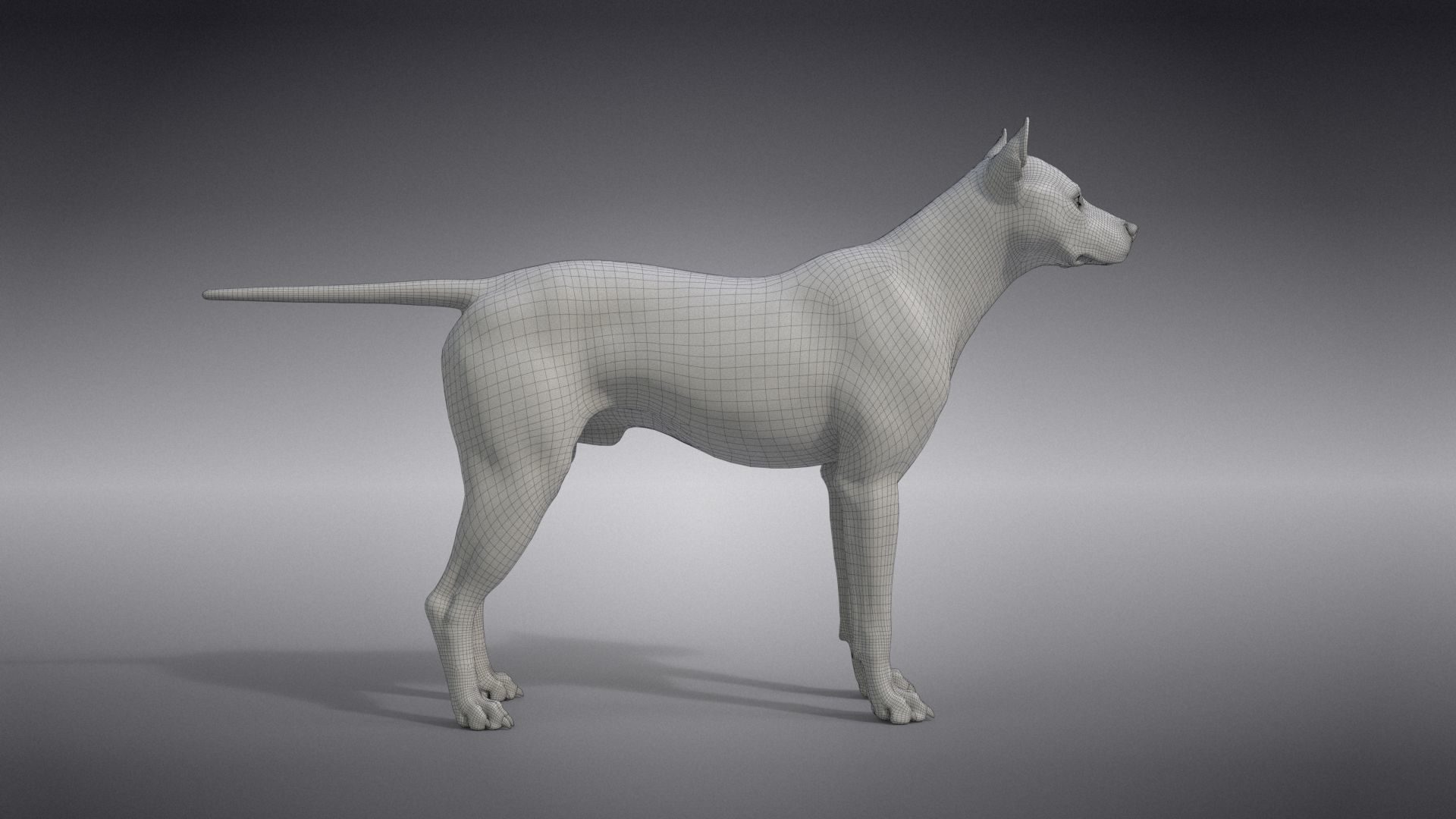 Four-Eyed Dog Animated VFX Grace 3D model animated rigged | CGTrader