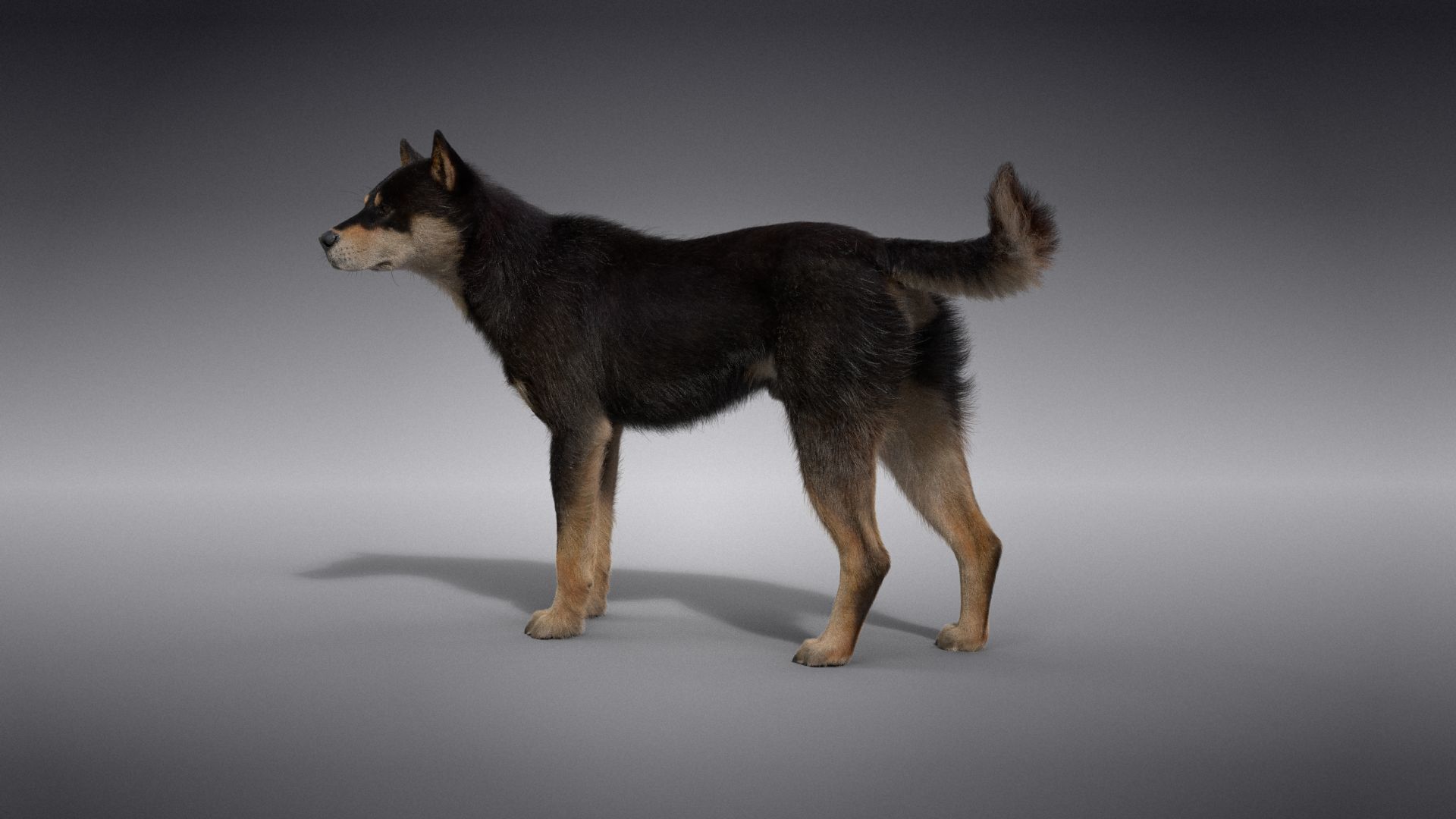 Four-Eyed Dog Animated VFX Grace 3D model animated rigged | CGTrader