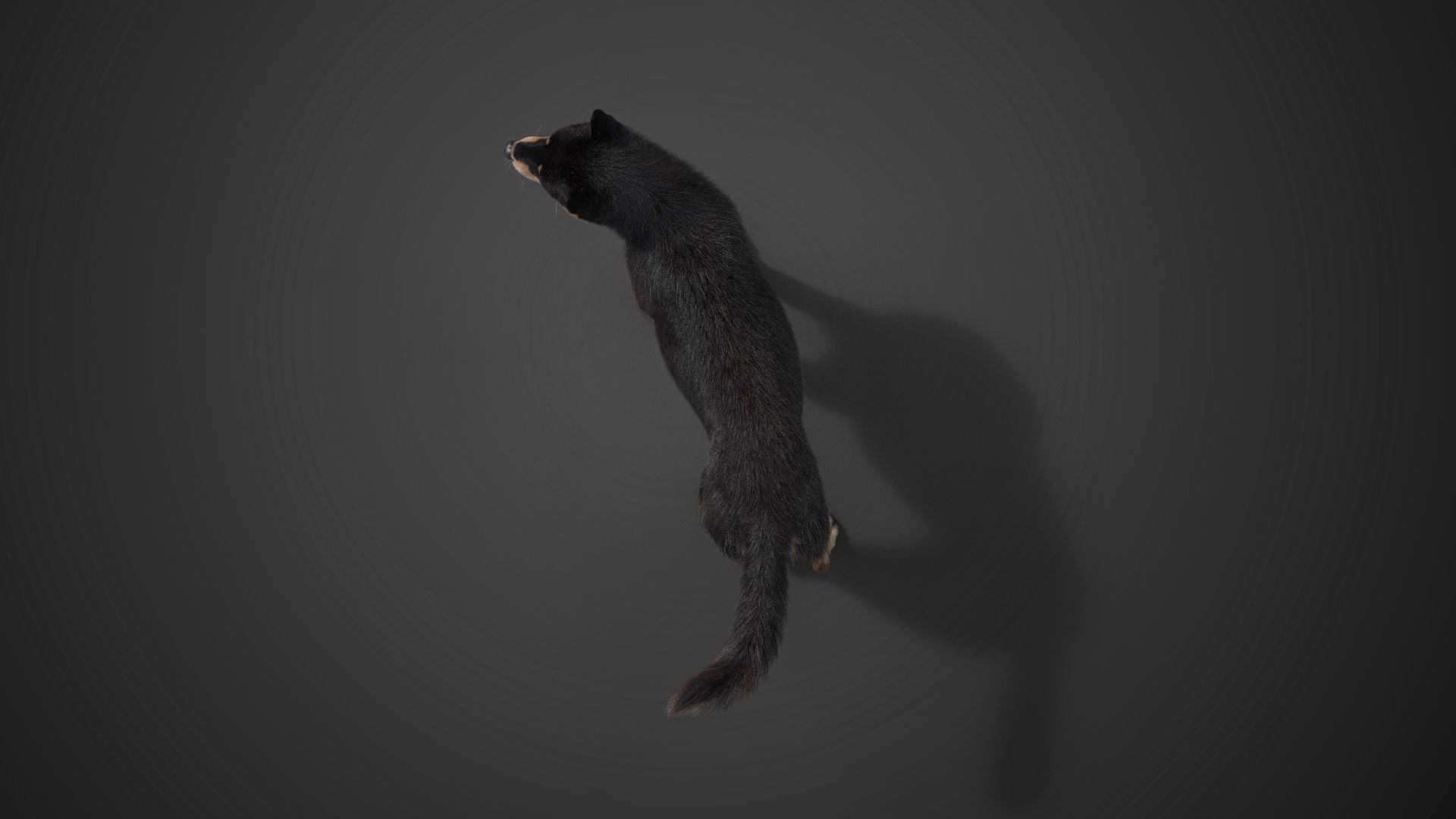 Four-Eyed Dog Animated VFX Grace 3D model animated rigged | CGTrader