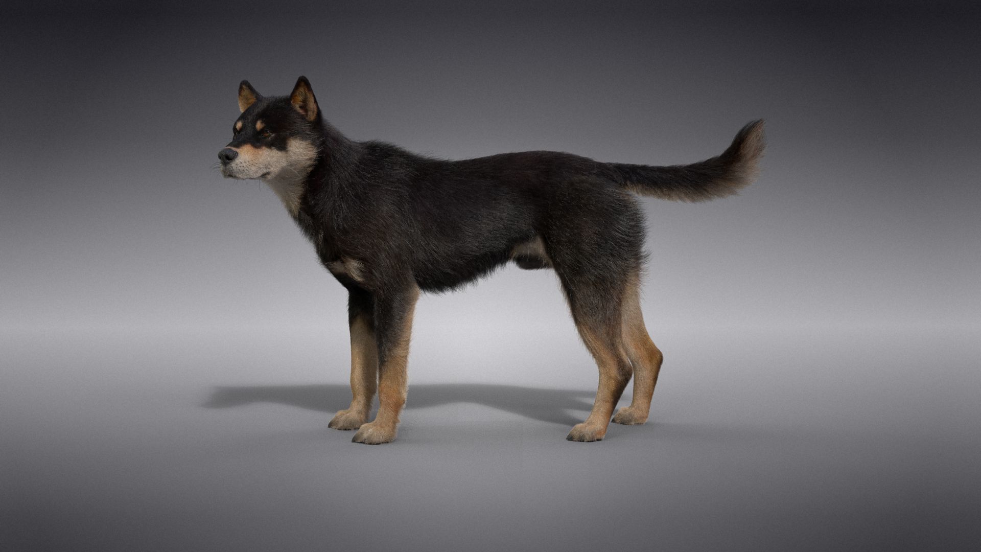 Four-Eyed Dog Animated VFX Grace 3D model animated rigged | CGTrader