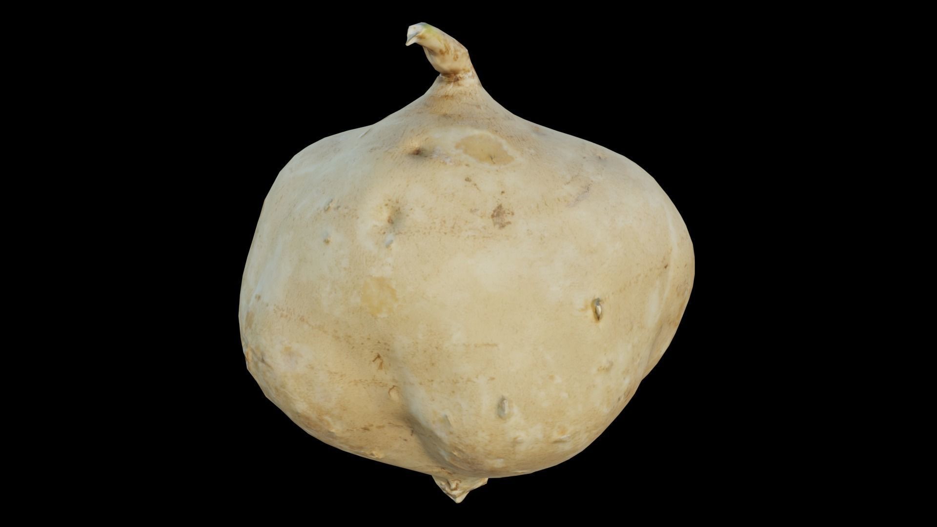 Pachyrhizus erosus 3D model | CGTrader