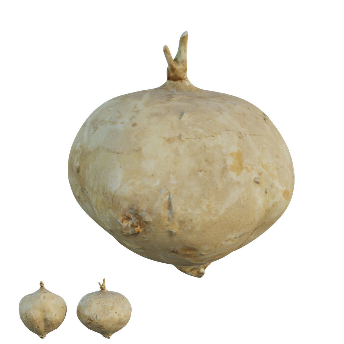 Pachyrhizus erosus 3D model | CGTrader