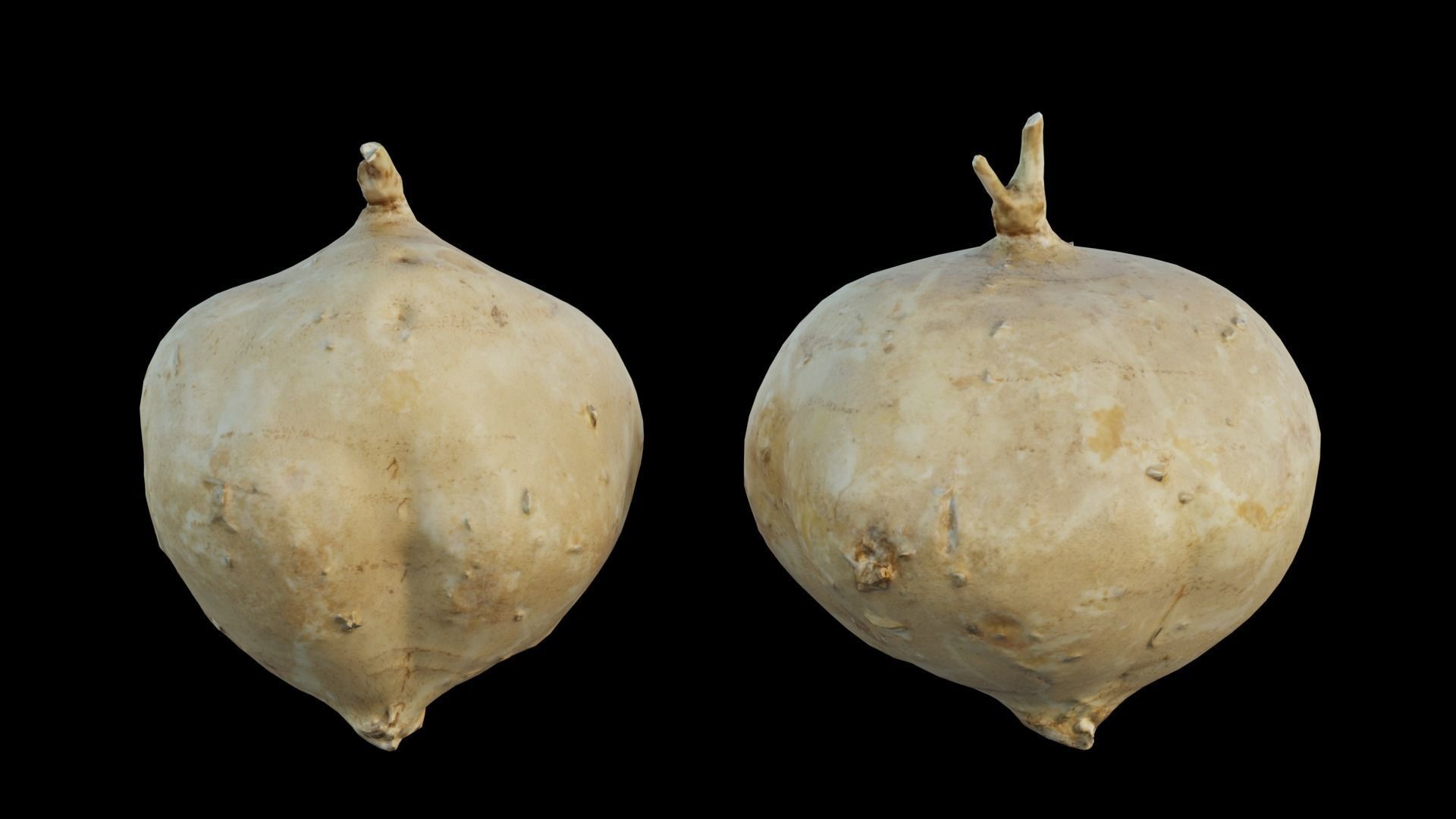 Pachyrhizus erosus 3D model | CGTrader