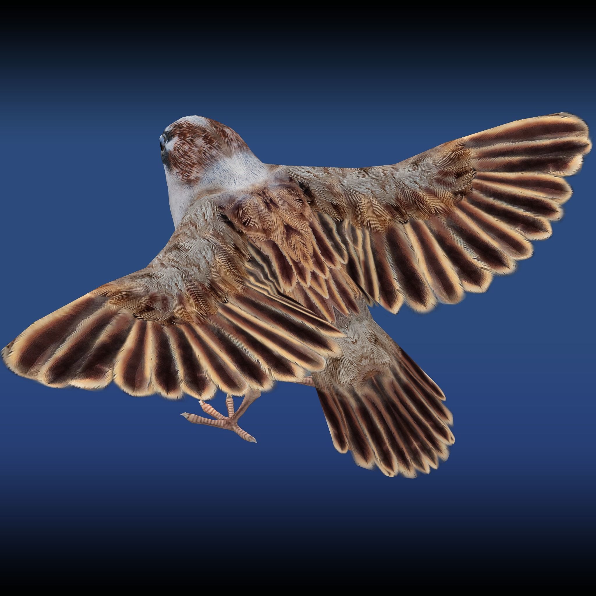 3D model Sparrow Rig VR / AR / low-poly | CGTrader