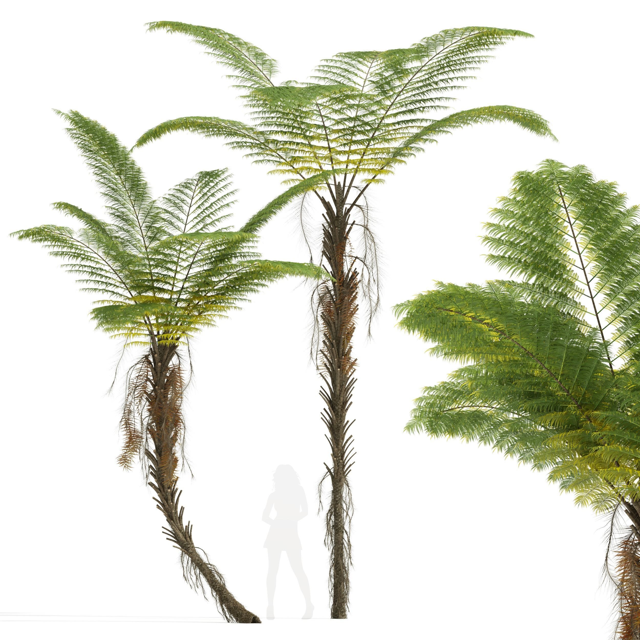 New Plant High detail Alsophila Spinulosa Fern Tall 3D model | CGTrader