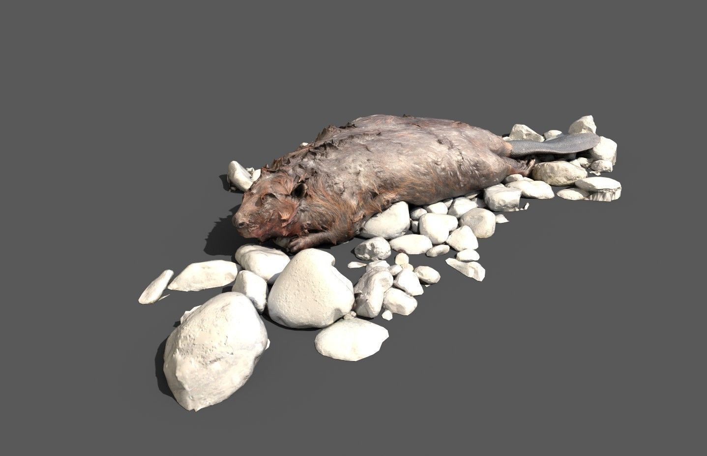 3D model Dead beaver on river bank VR / AR / low-poly | CGTrader