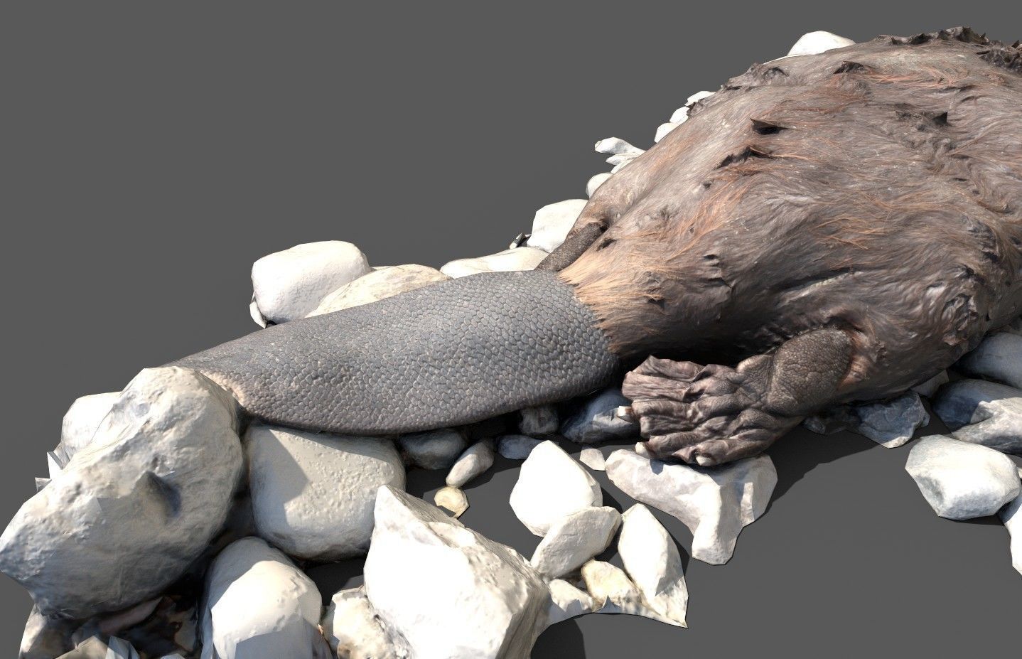 3D model Dead beaver on river bank VR / AR / low-poly | CGTrader