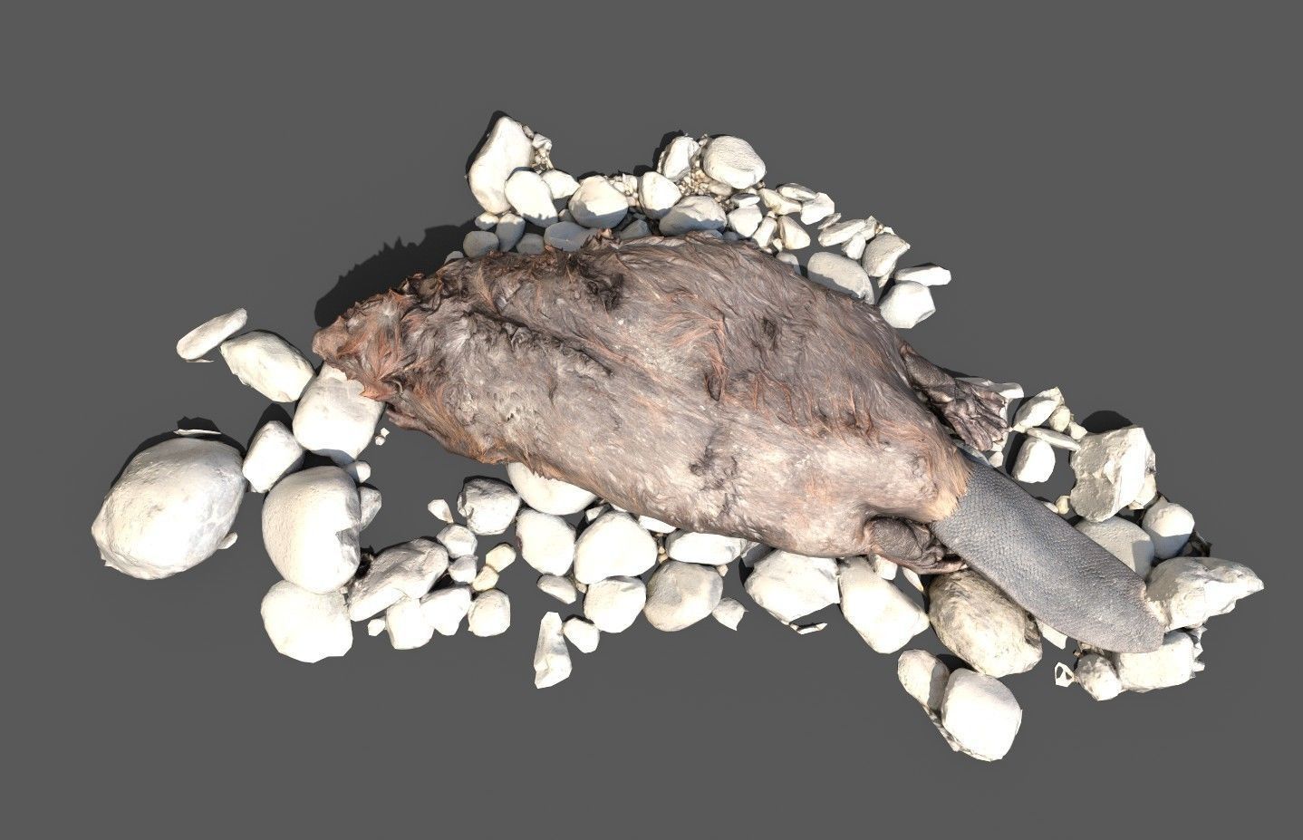 3D model Dead beaver on river bank VR / AR / low-poly | CGTrader