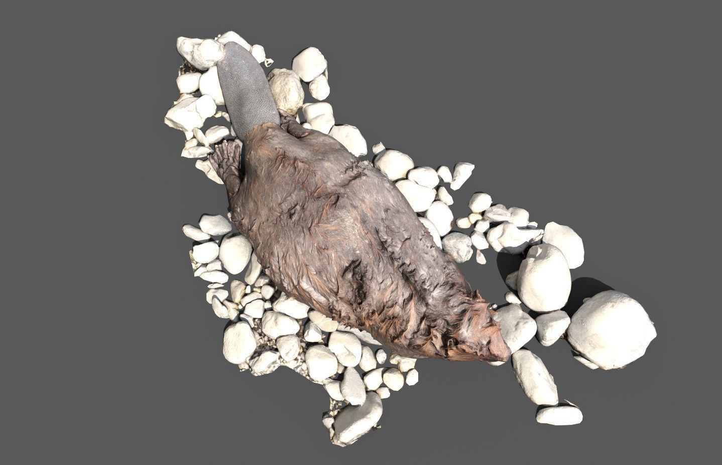 3D model Dead beaver on river bank VR / AR / low-poly | CGTrader