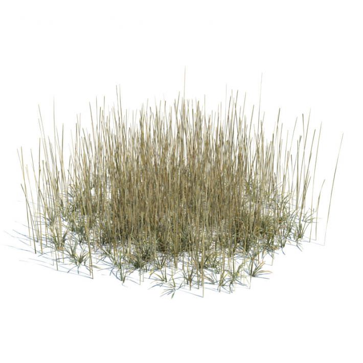 Brown Grey Grass 3D model | CGTrader