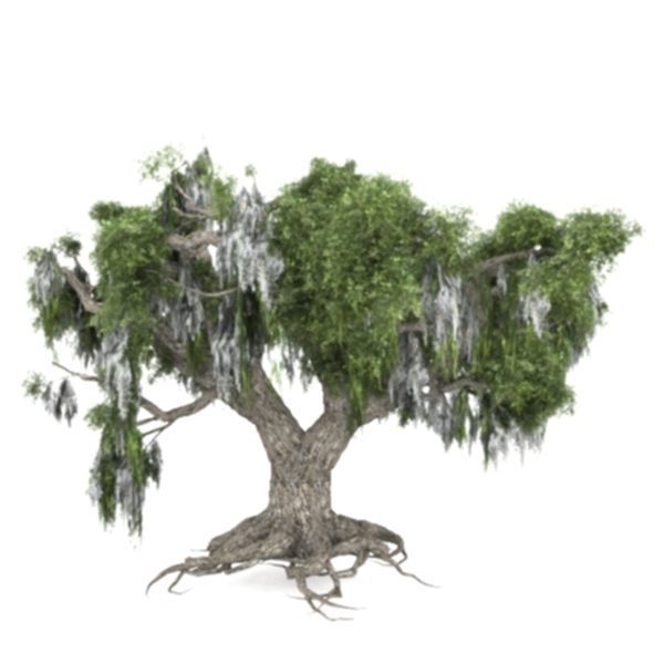Old Tree Model 3D model | CGTrader