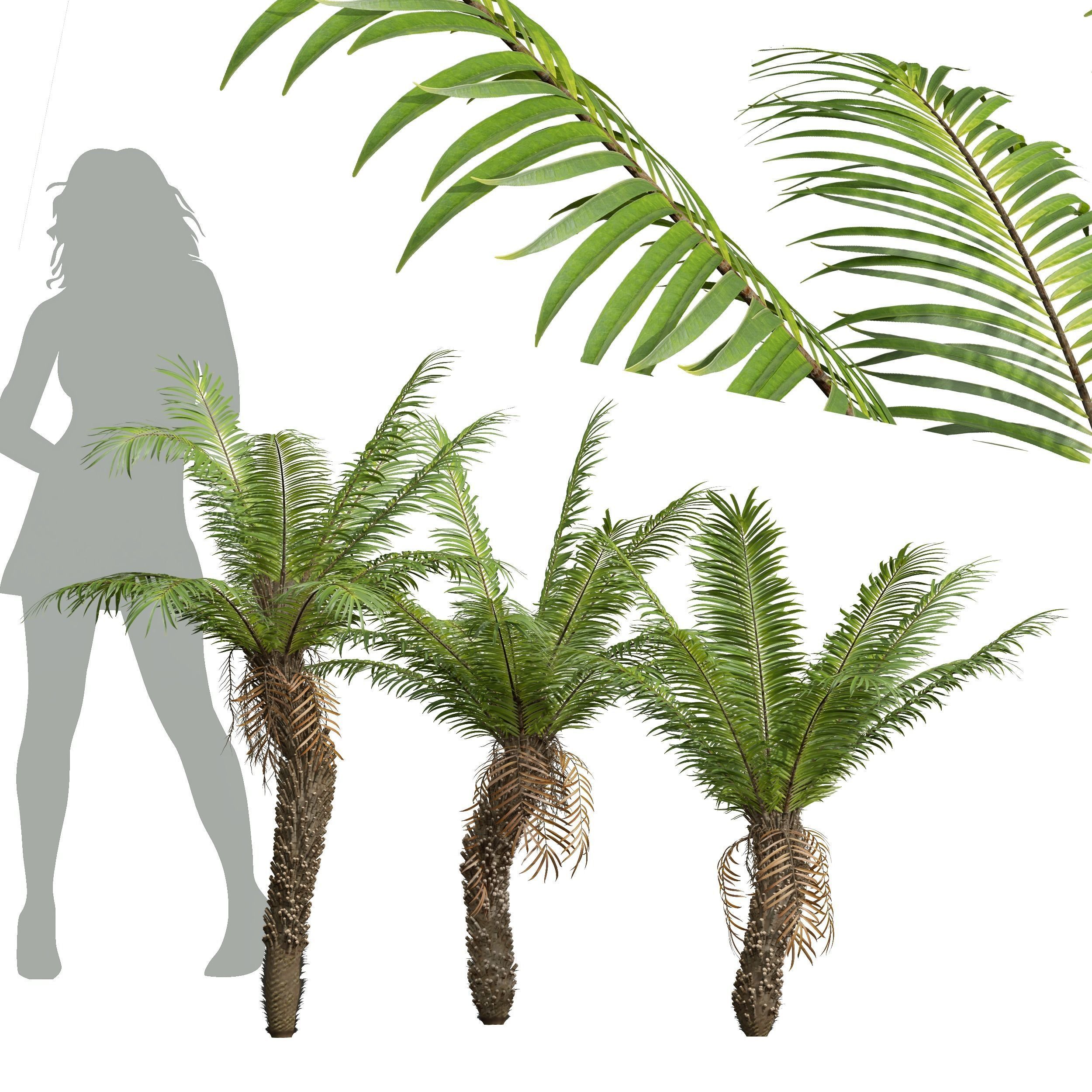 New Plant High detail Brainea Insignis Fern Small 3D model | CGTrader