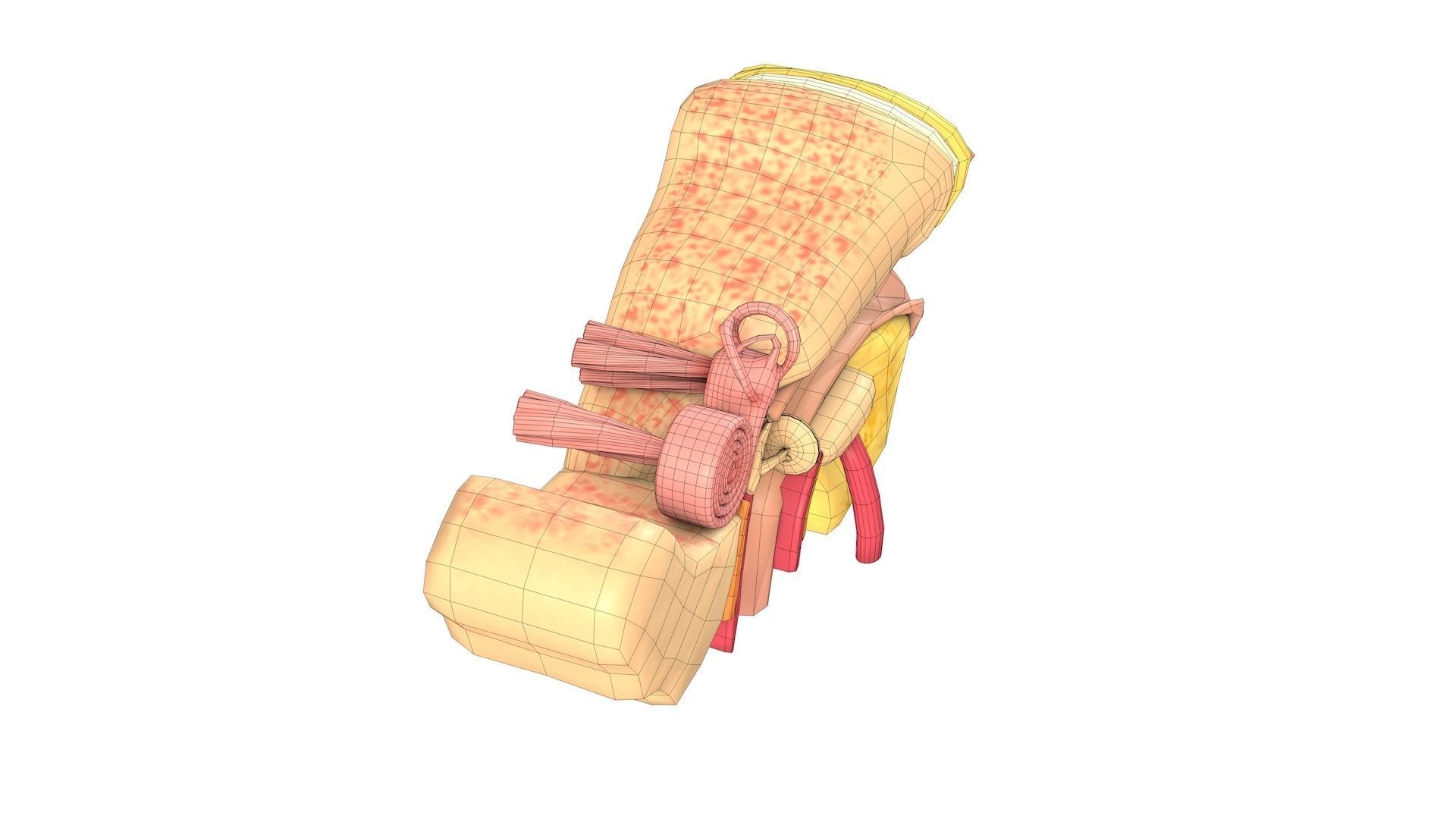 3D model Ear Anatomy Cross Section VR / AR / low-poly | CGTrader