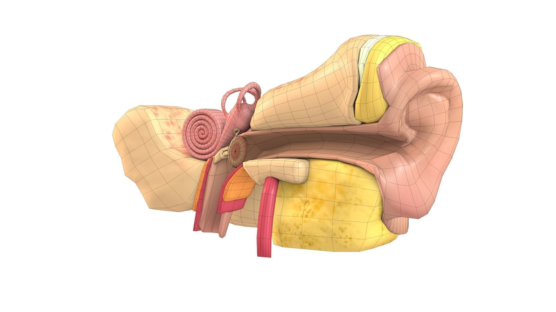 3D model Ear Anatomy Cross Section VR / AR / low-poly | CGTrader