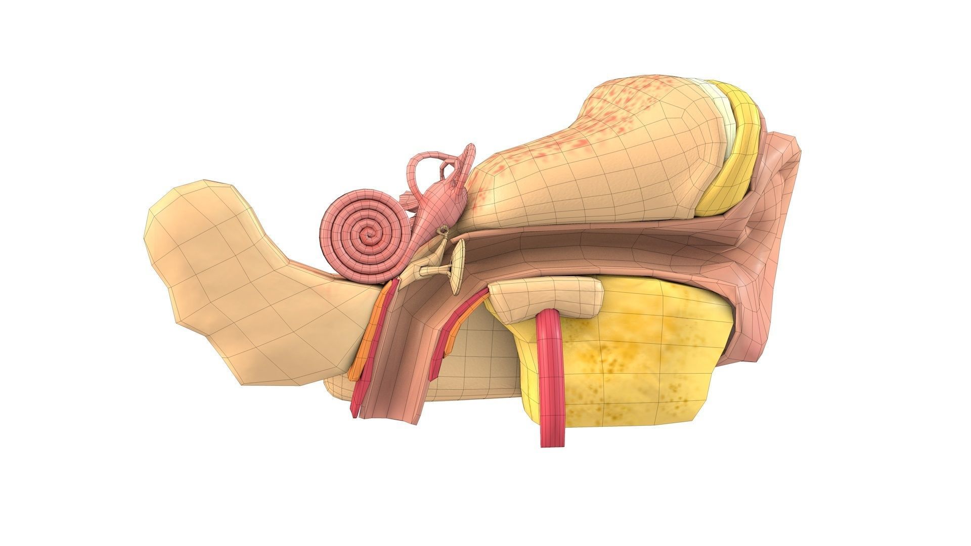 3D model Ear Anatomy Cross Section VR / AR / low-poly | CGTrader