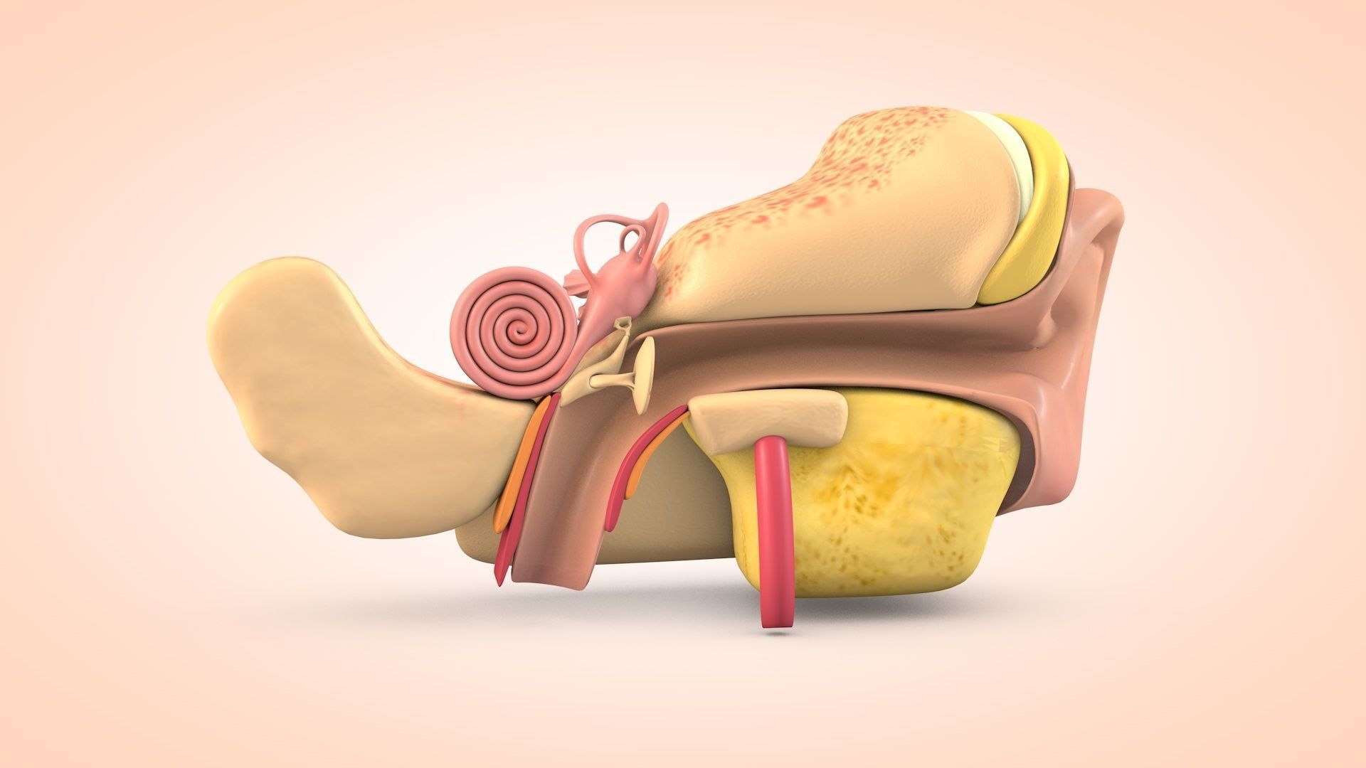 3D model Ear Anatomy Cross Section VR / AR / low-poly | CGTrader