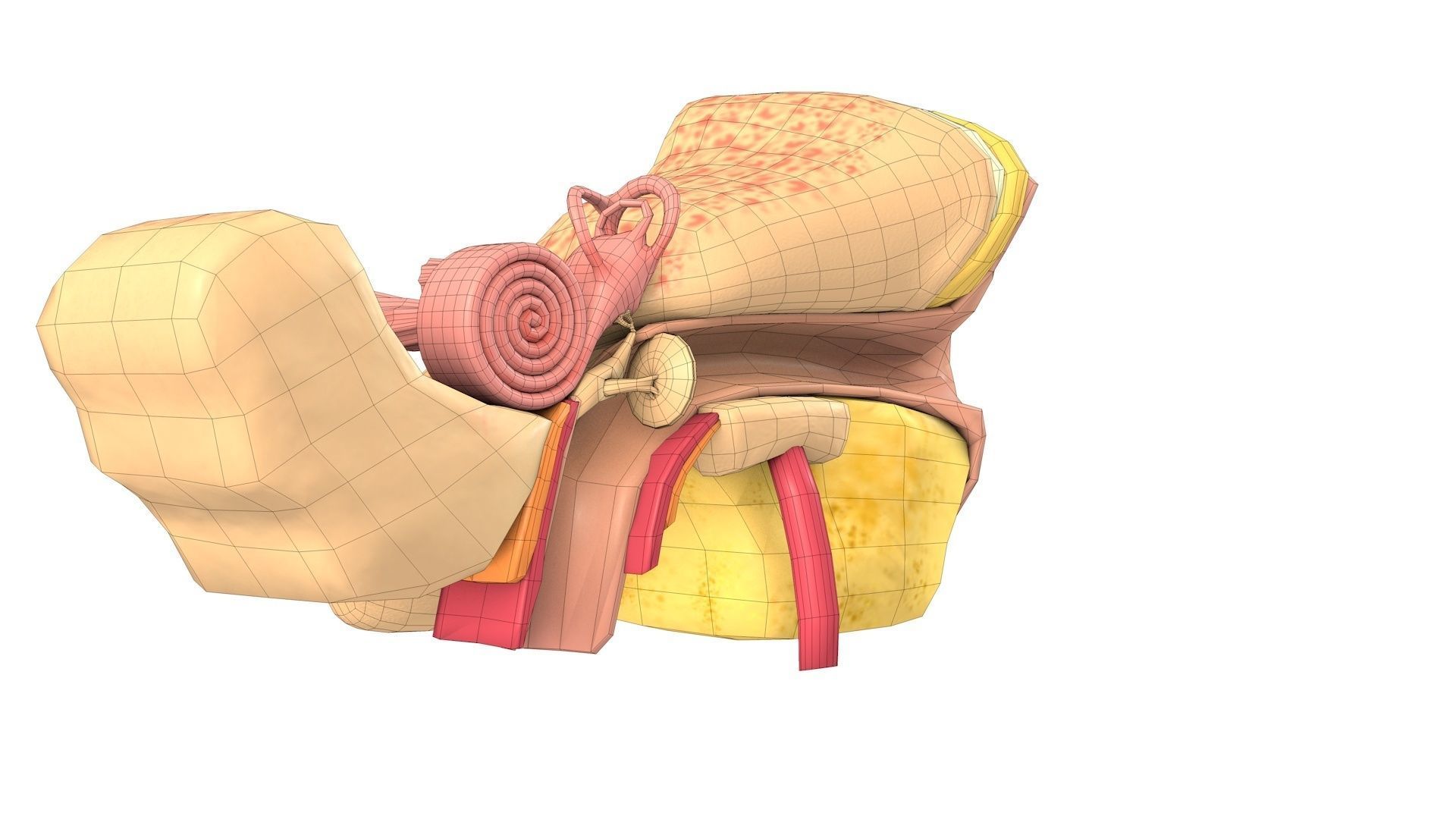 3D model Ear Anatomy Cross Section VR / AR / low-poly | CGTrader
