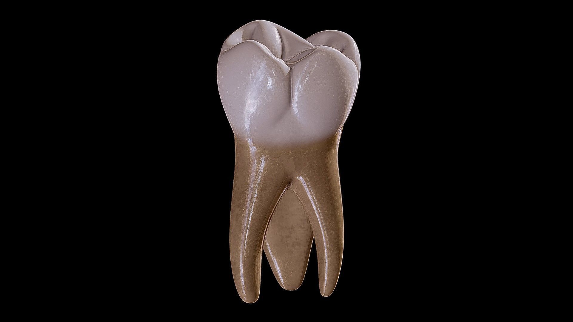 Human Tooth 3D model | CGTrader