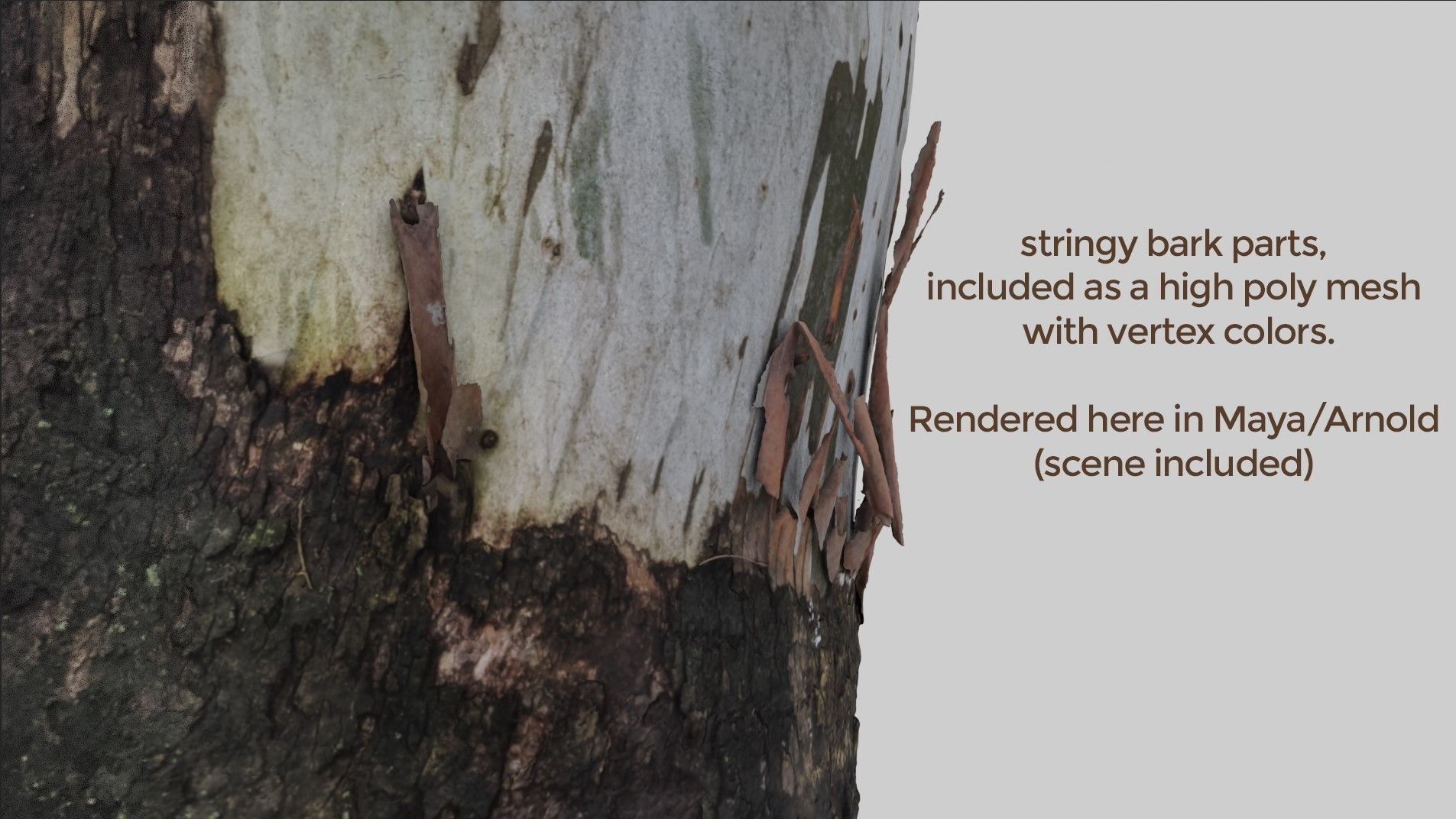 3D model Gum tree trunk photogrammetry low and high VR / AR / low-poly ...