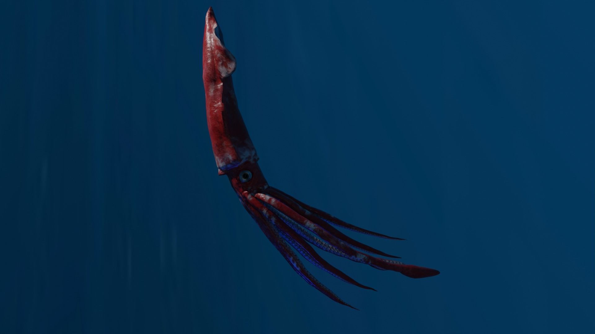 3D model Giant Squid VR / AR / low-poly rigged | CGTrader