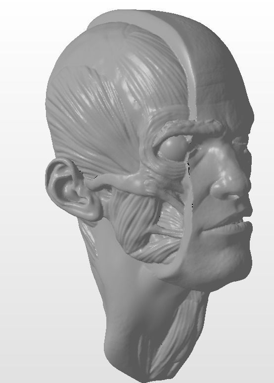 Partial Face 3D model 3D printable | CGTrader