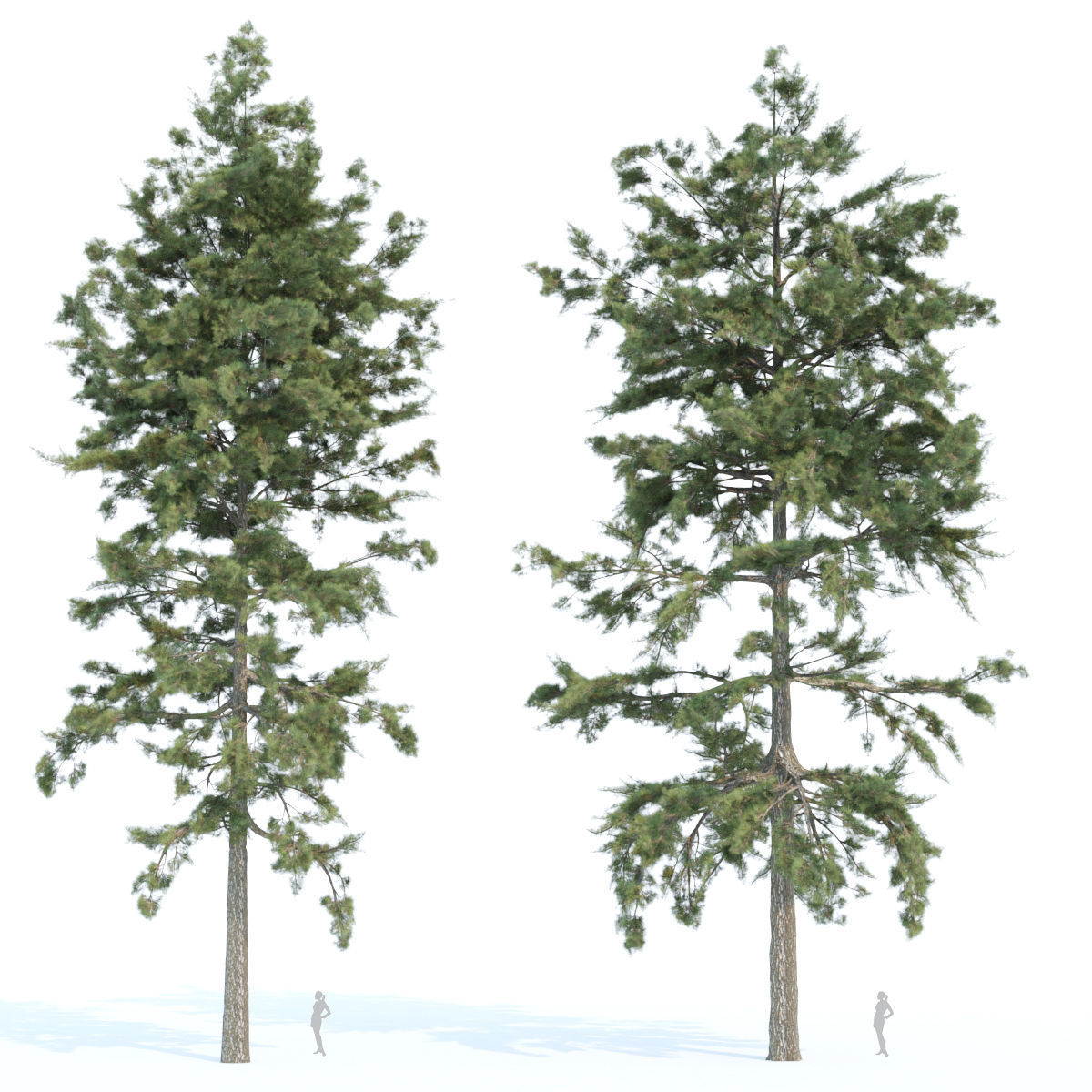 conifer trees vol 92 3D model | CGTrader