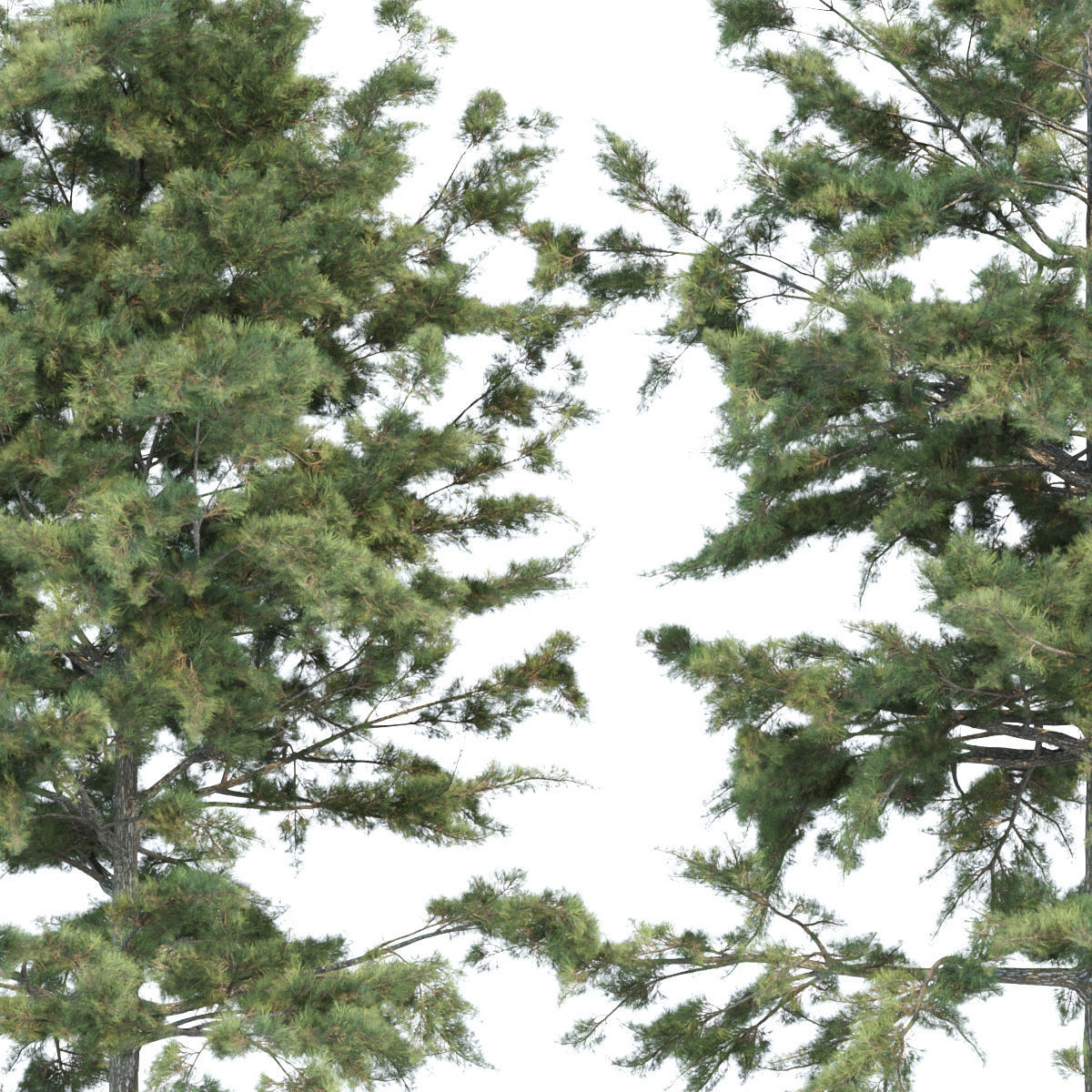 conifer trees vol 92 3D model | CGTrader