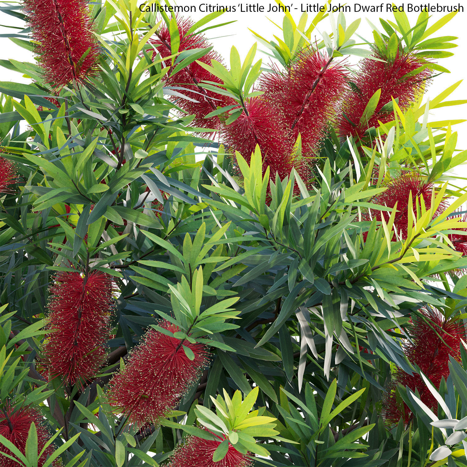 Callistemon Citrinus Little John - Dwarf Red Bottlebrush 3D model ...