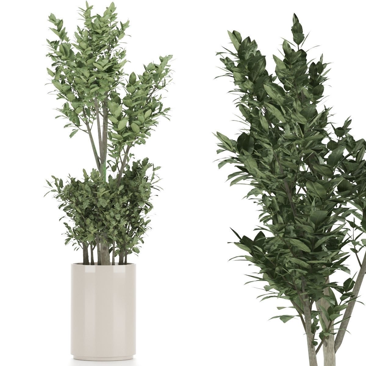 Plant-Set-003 olive tree in vase free 3D model | CGTrader