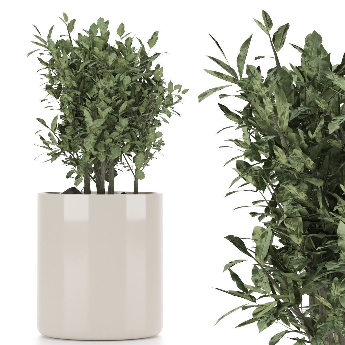 Plant-Set-003 olive tree in vase free 3D model | CGTrader