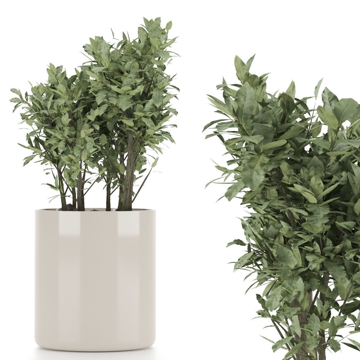 Plant-Set-003 olive tree in vase free 3D model | CGTrader