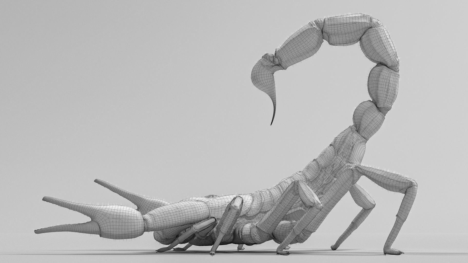 the Indian red scorpion Rig Cinema 4D 3D model rigged | CGTrader