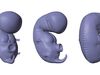 4 Weeks Human embryonic baby stages 3D model | CGTrader
