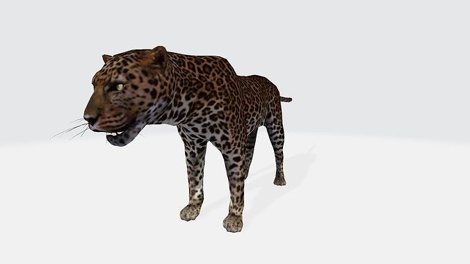 Leopard 3D model | CGTrader