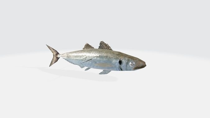 fish 3d 3D model | CGTrader
