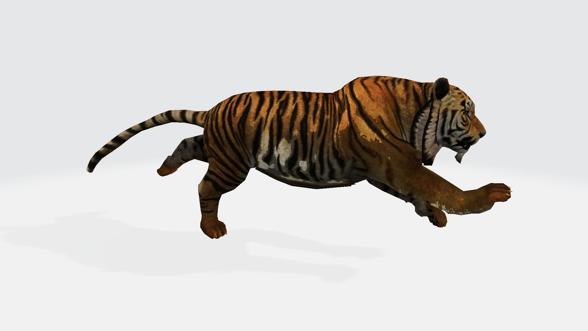 Tiger rigged 3D model animated rigged | CGTrader