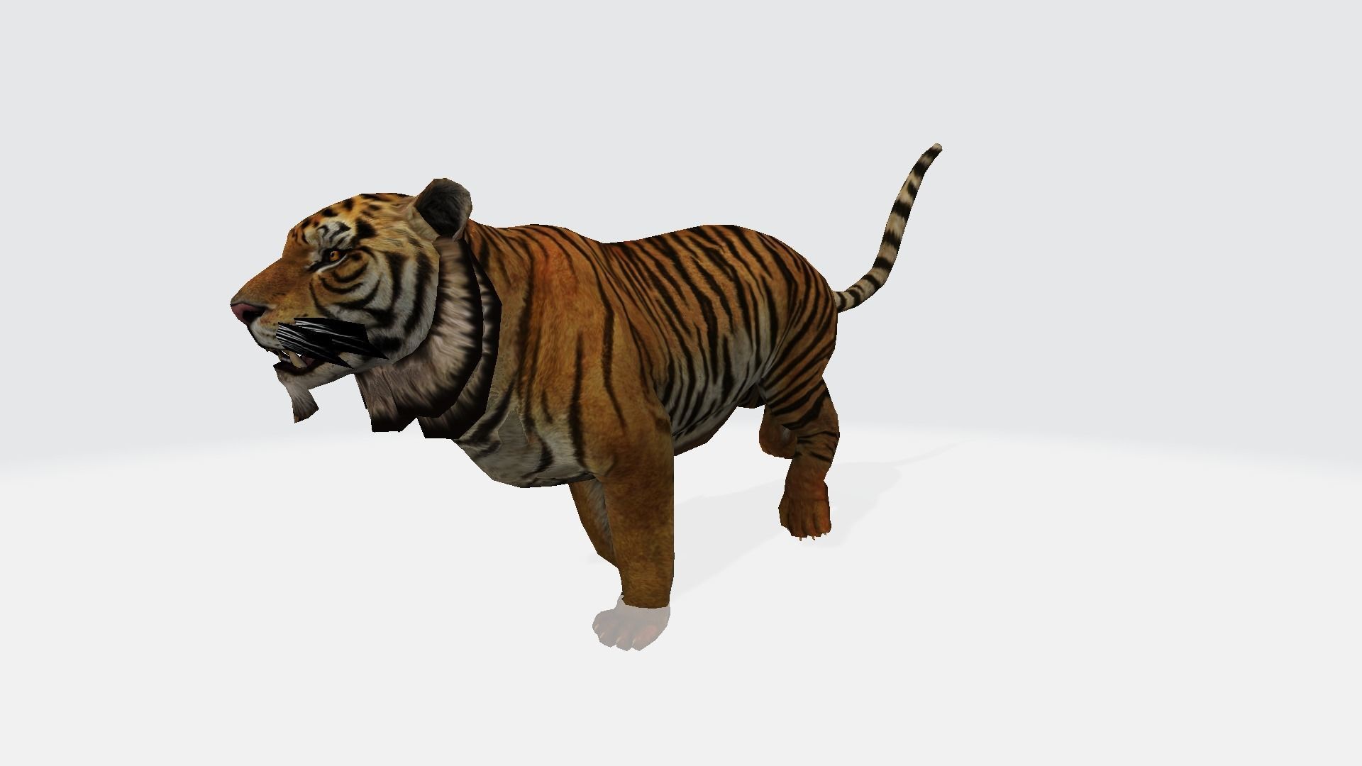 Tiger rigged 3D model animated rigged | CGTrader