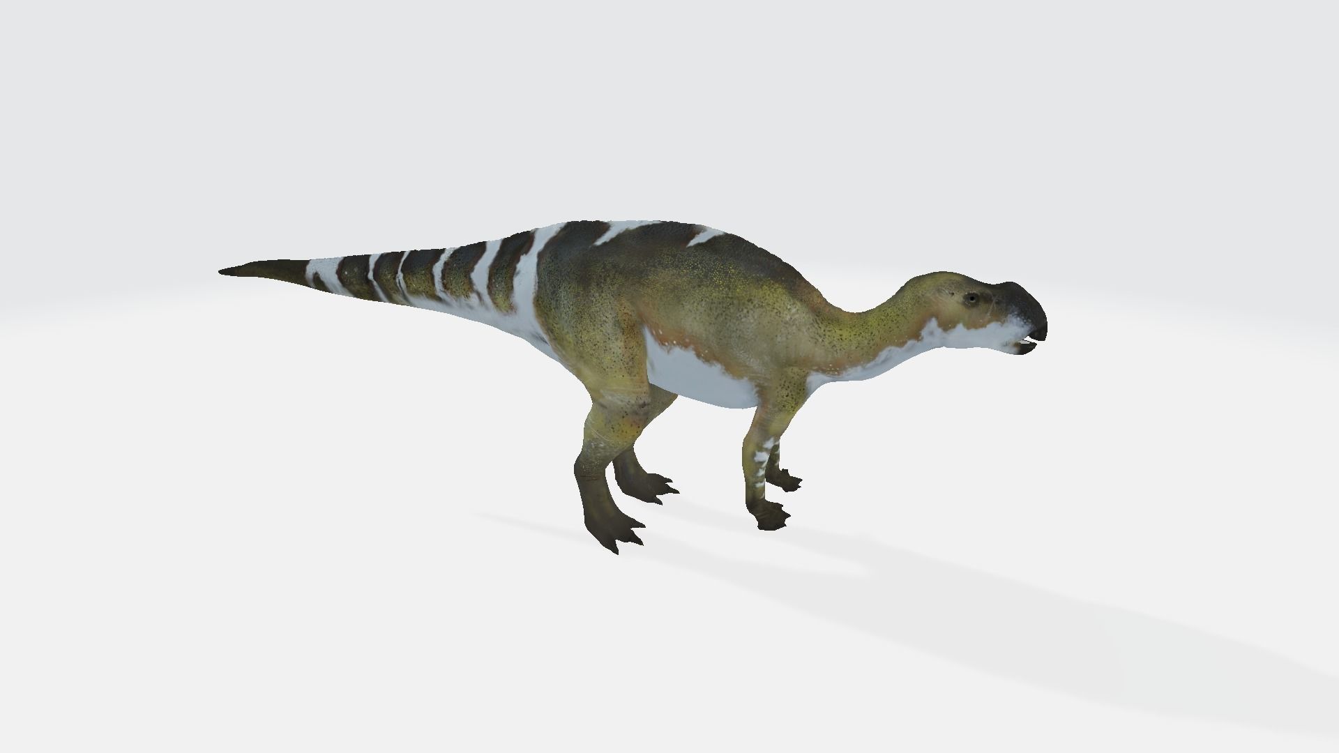 Muttaburrasaurus dinosaur 3D model | CGTrader
