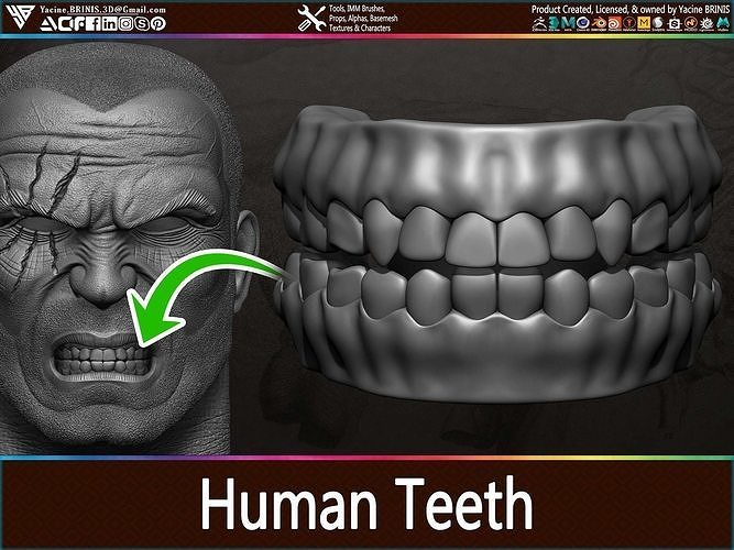 3D model Highly Detailed Human Teeth VR / AR / low-poly | CGTrader