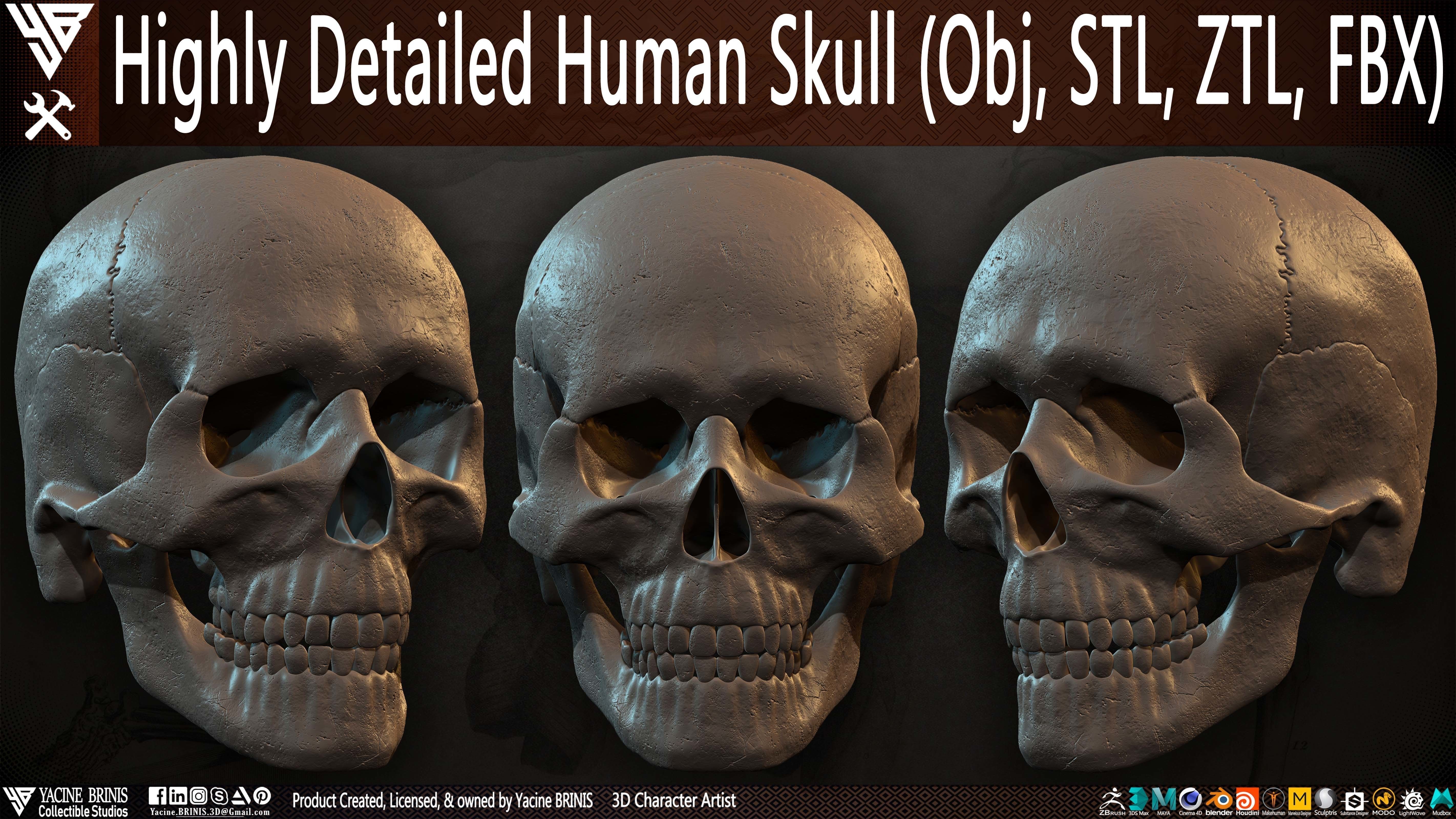 3D model Highly Detailed Human Skull VR / AR / low-poly | CGTrader